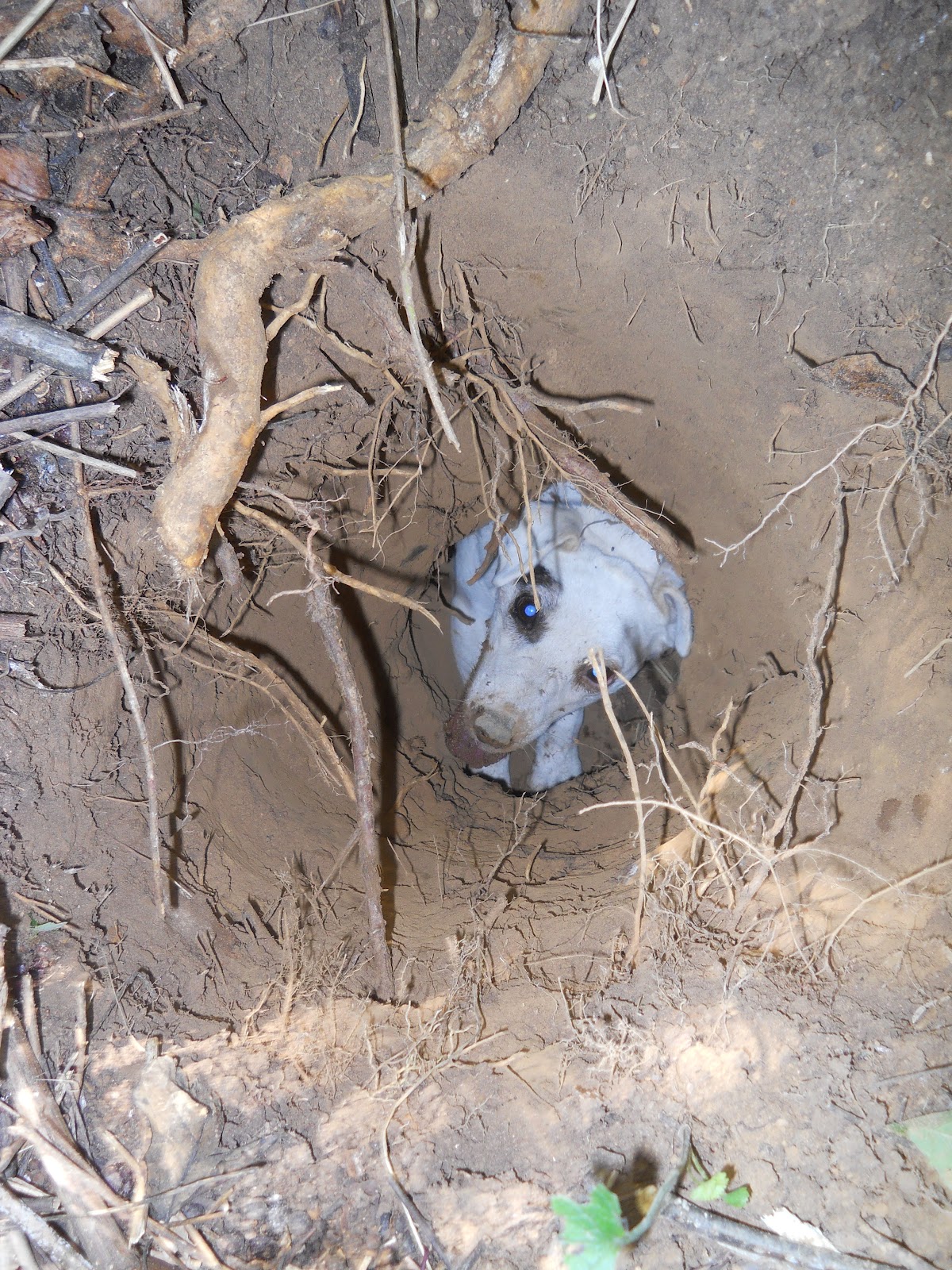 Terrierman's Daily Dose: 08/01/2012 - 09/01/2012