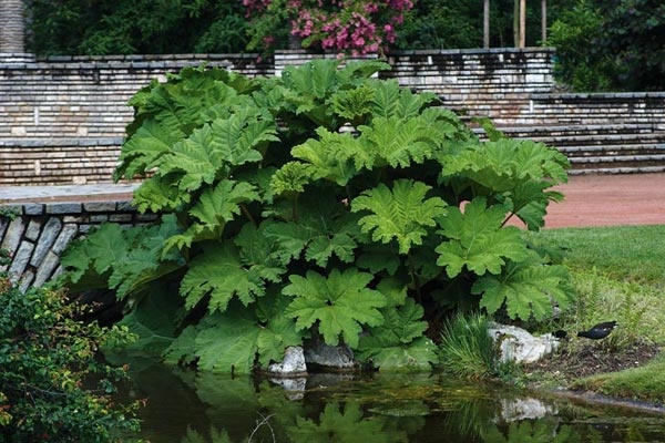 HOW TO PROPAGATE GUNNERA MANICATA |The Garden of Eaden