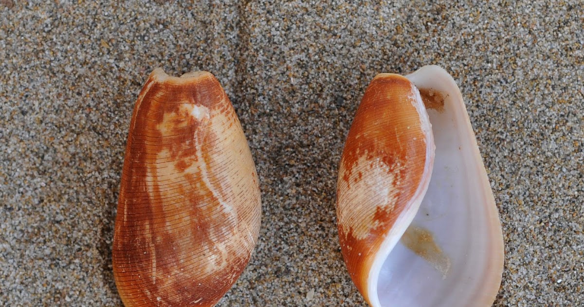 Tesoros a la orilla del mar: Scaphander lignarius