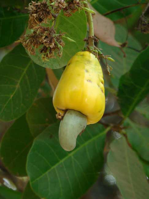 Nandanvan: November 2016