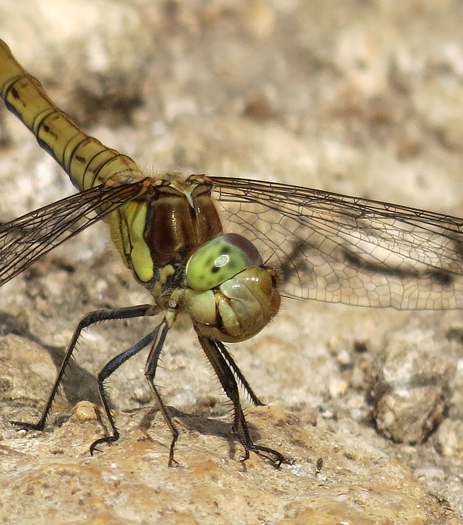 Hedgeland Tales: Common Darter