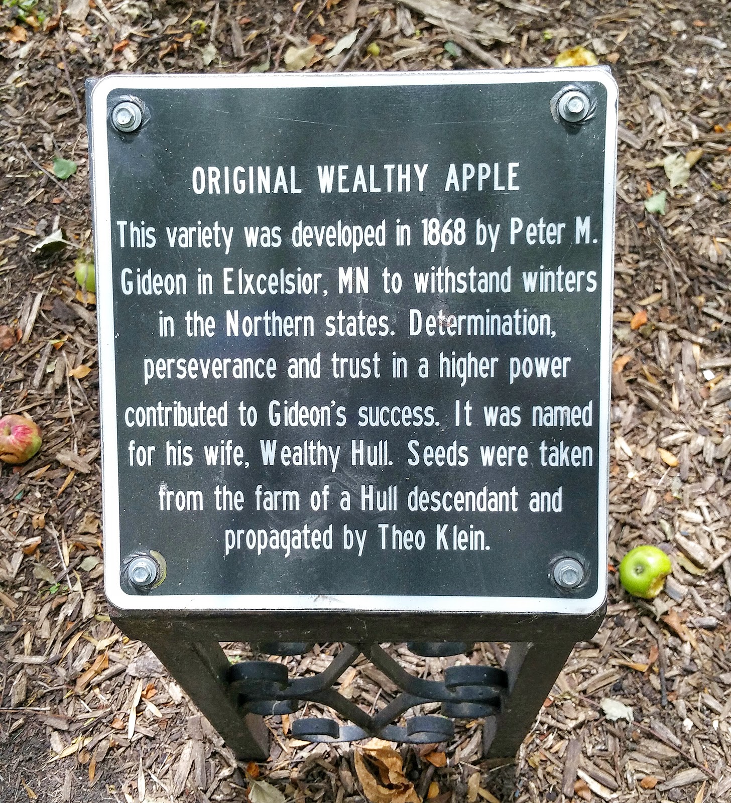 History and Culture by Bicycle: Storm Lake, Iowa: Living Heritage Tree ...