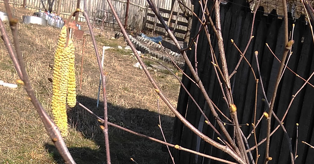 Blogul Simonei: Aluni