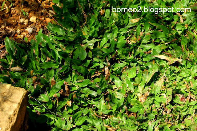 Borneo Island, Awaken To A Different World: Pearl Grass