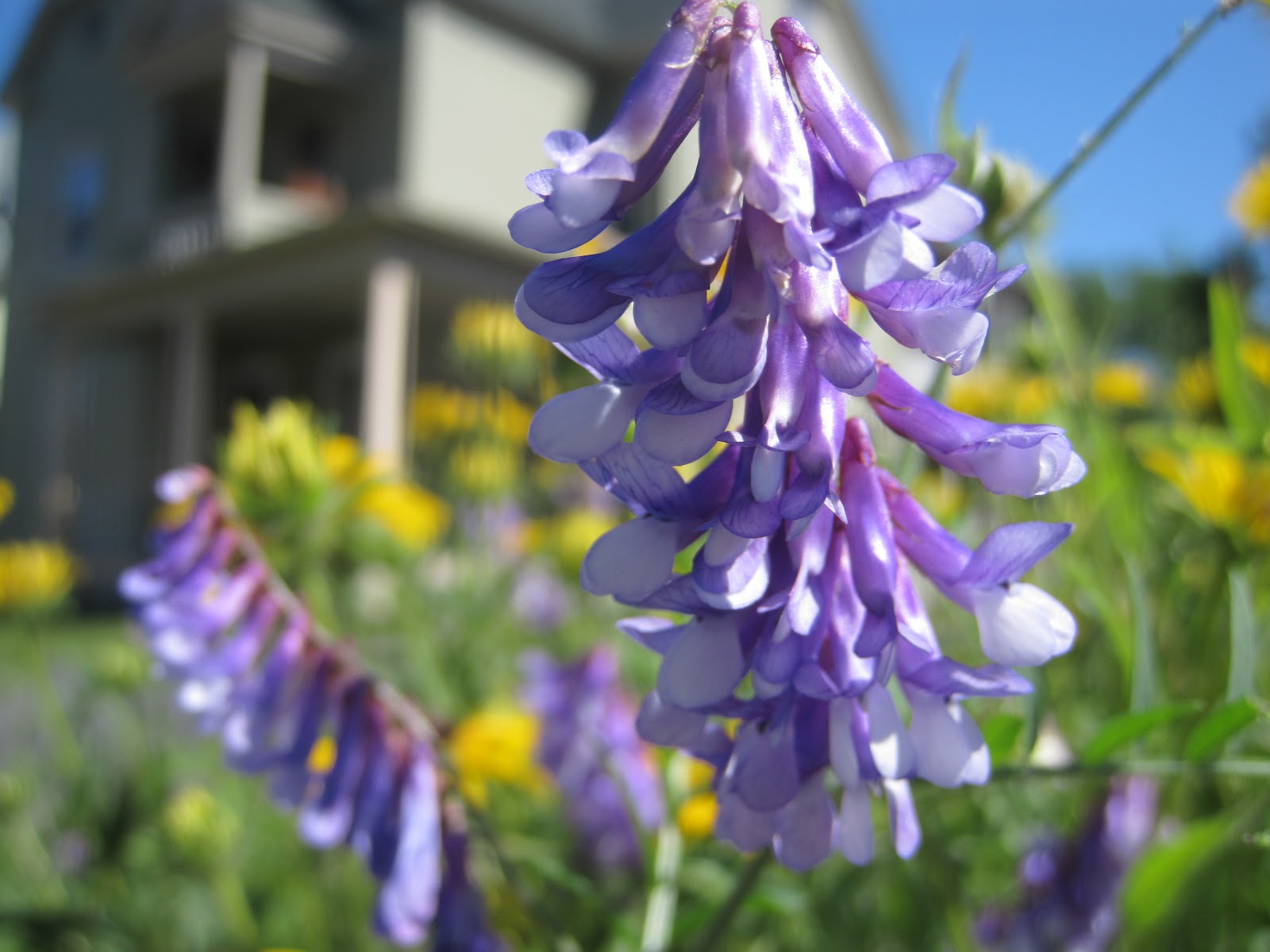 Oil Changes: the anti food blog food blog: purple vetch, weed island, Ed