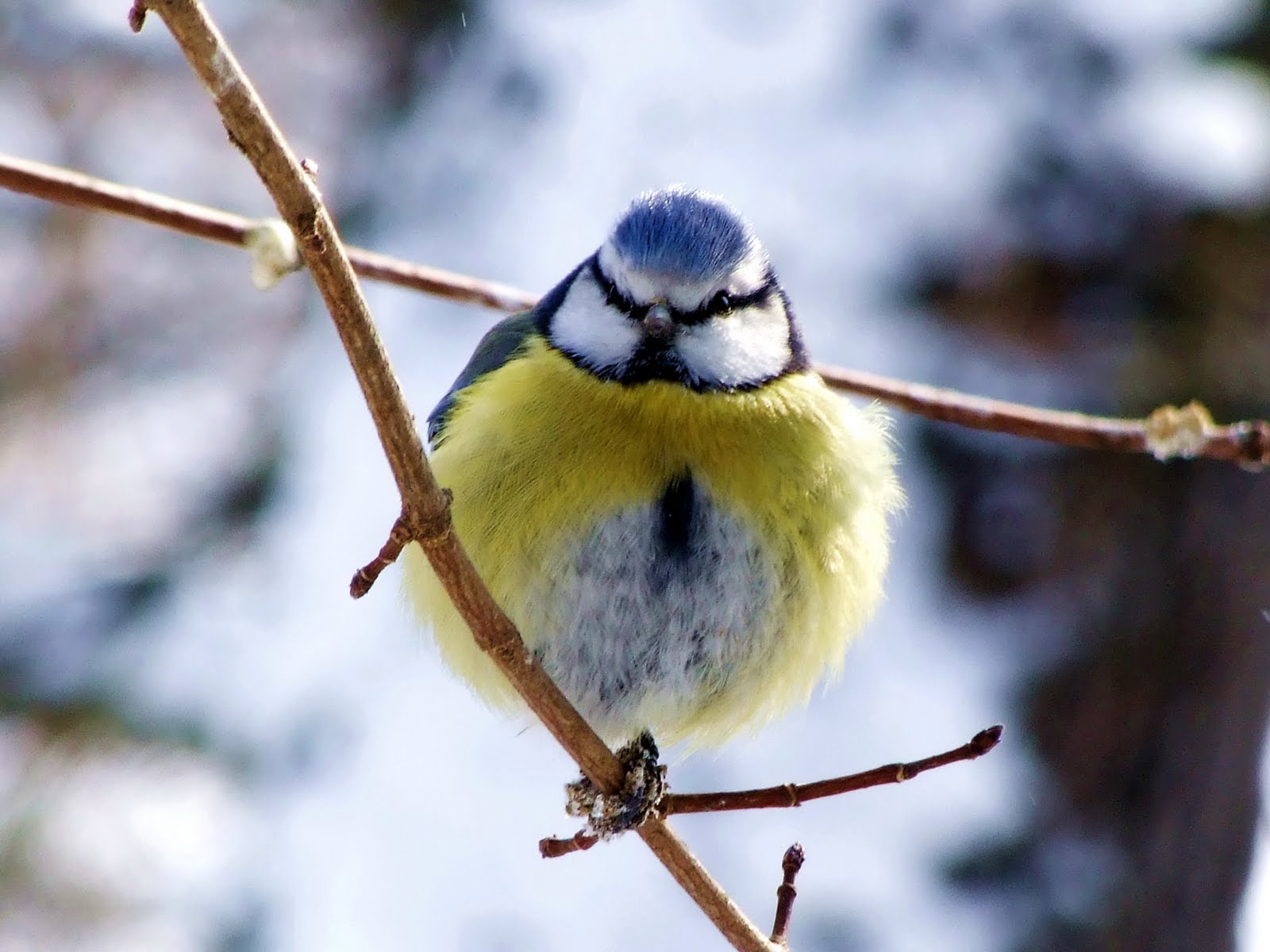 Lumea vieţuitoarelor: Oaspeţi bineveniţi!