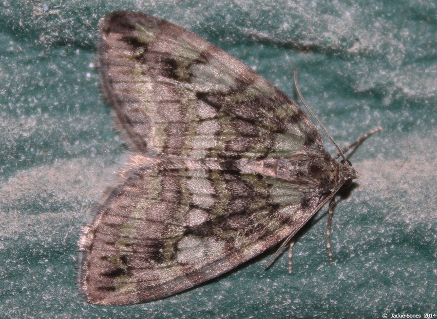 The Natural History of Bodega Head: January 2014