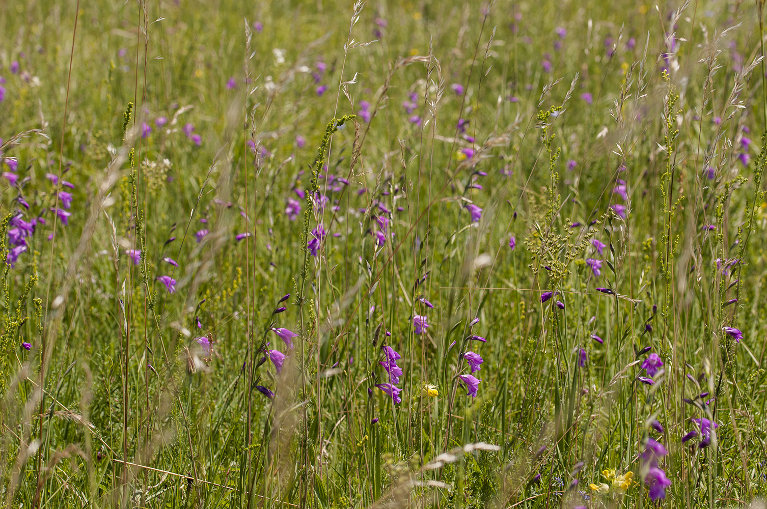 Lengyel Attila kutatói blogja: Terepi felvételezés a Duna-Tisza köze ...
