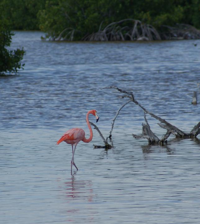 My View from Merida: Birds- flamingos, spoonbills and storks