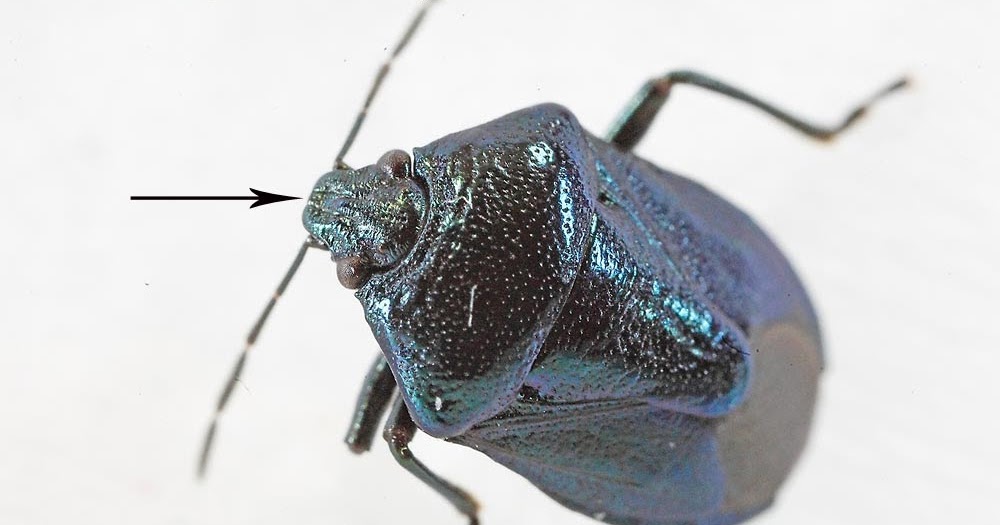 Zicrona caerulea, une punaise bleue prédatrice, se réveille.