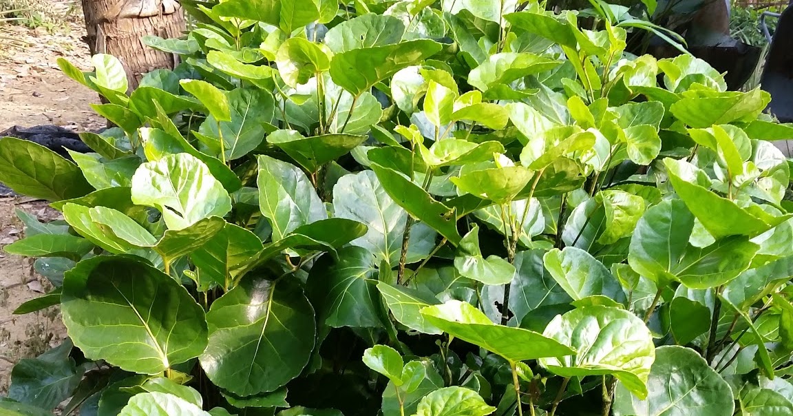 Warisan Petani: Pokok Puding Semangkuk