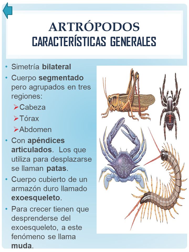 Ciencia al Dia: REINO ANIMAL ARTROPODOS