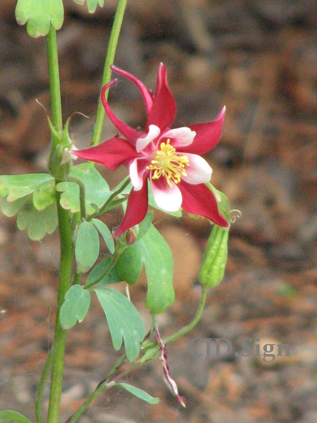 Columbine ~ Colorado's State Flower