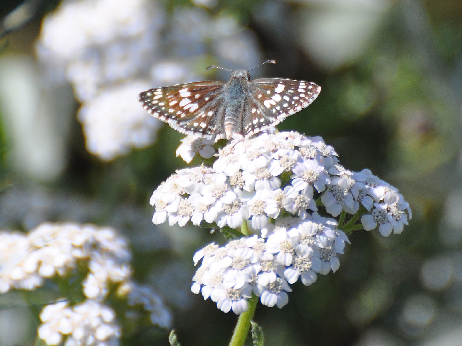 Mother Nature's Backyard - A Water-wise Garden: White Checkered Skipper ...