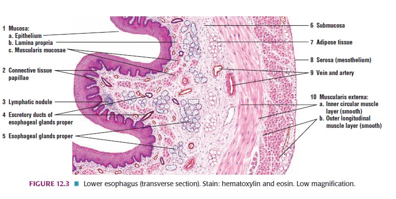 Histologi Sistem Pencernaan Lambung dan Esofagus | BlogK Putih