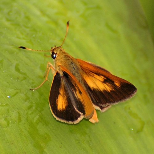 Rare Skipper ~ Butterfly of The Earth