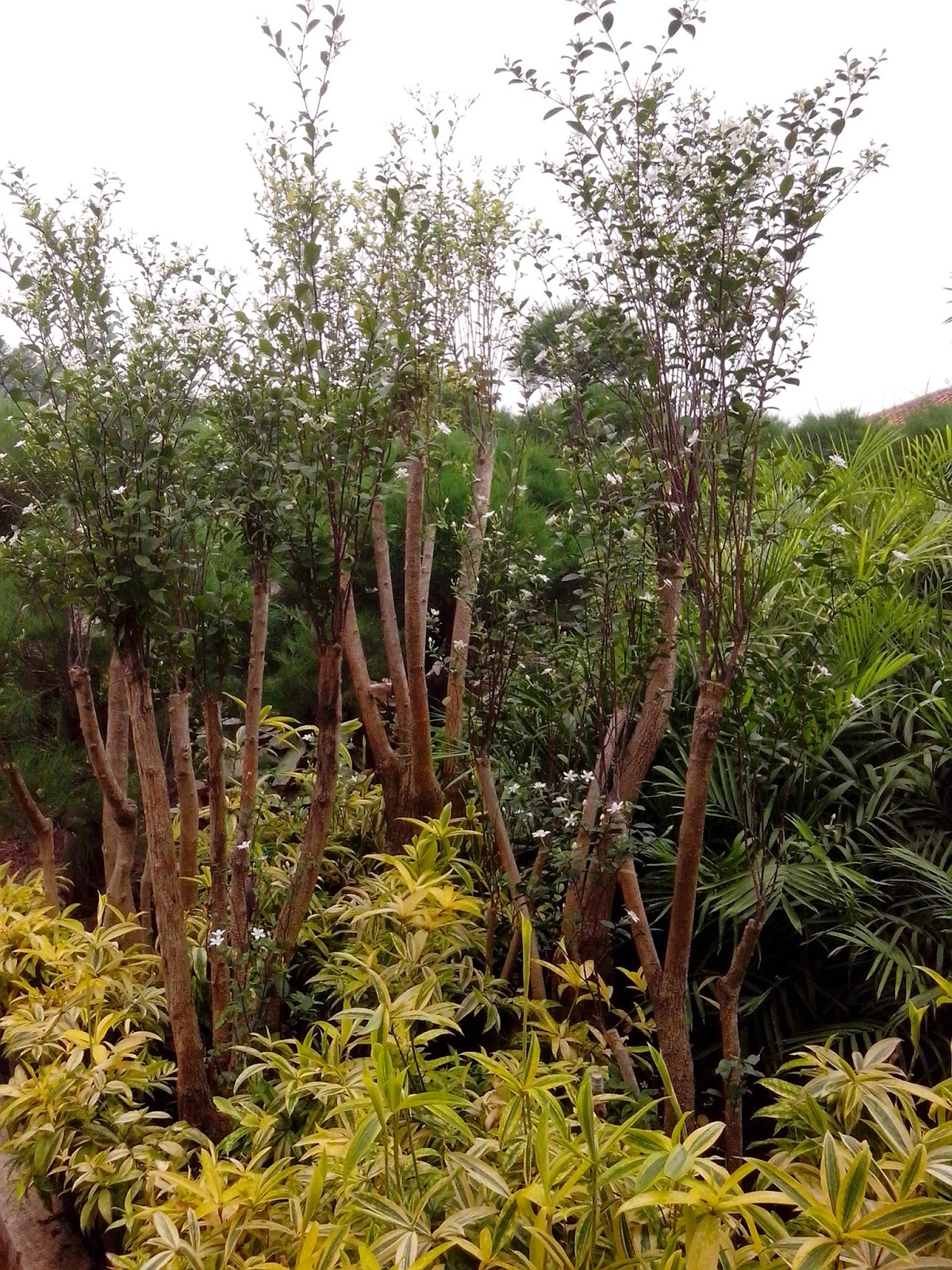 MELATI JASMINE BONSAI MEWAH | Habiban Plants