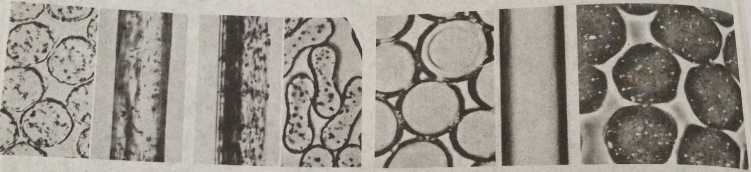 Fibras acrílicas, modacrílicas y vinílicas: ACRÍLICAS: Estructura física.