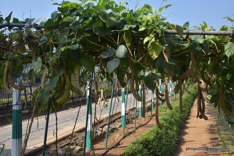 Images of Sri Lanka on blogspot.com: At the Agricultural Department ...