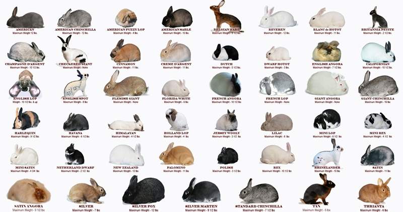 Sejarah Kelinci | Saung Rabbit