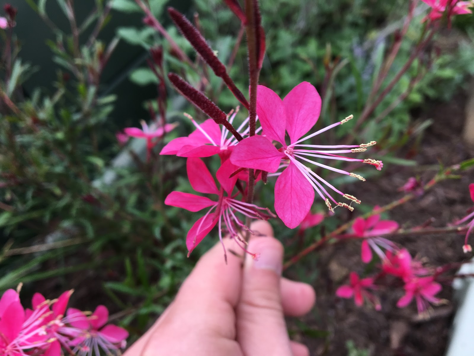 Fall Favorites: Gaura lindheimeri and Aster novae-angliae 'Purple Dome ...
