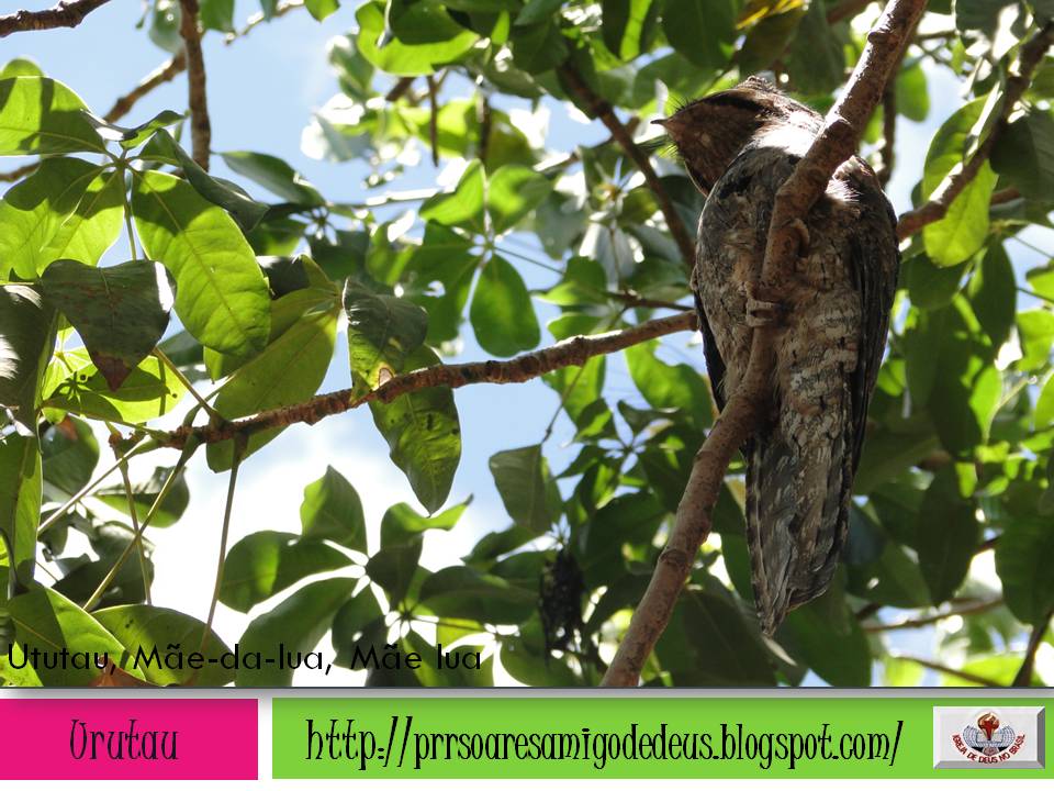 prrsoares: Urutau, Mãe-da-lua, Mãe lua, Ghost Bird, Ave Fantasma ...