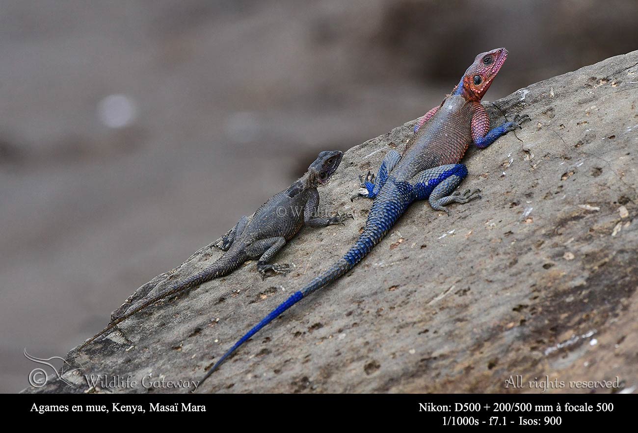 WILDLIFE GATEWAY: Les Agames des colons, ou Margouillat