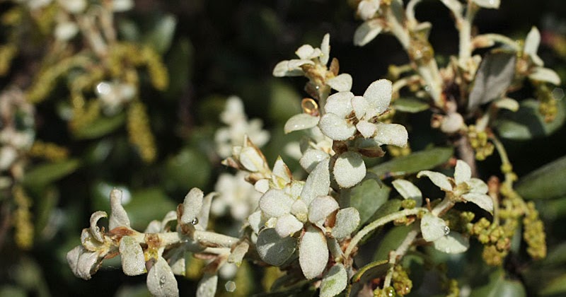 FLORA SILVESTRE: Quercus ilex subsp. ballota (Desf.) Samp.