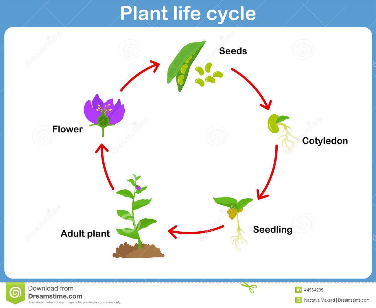 Life Cycle of Plants- Key Words