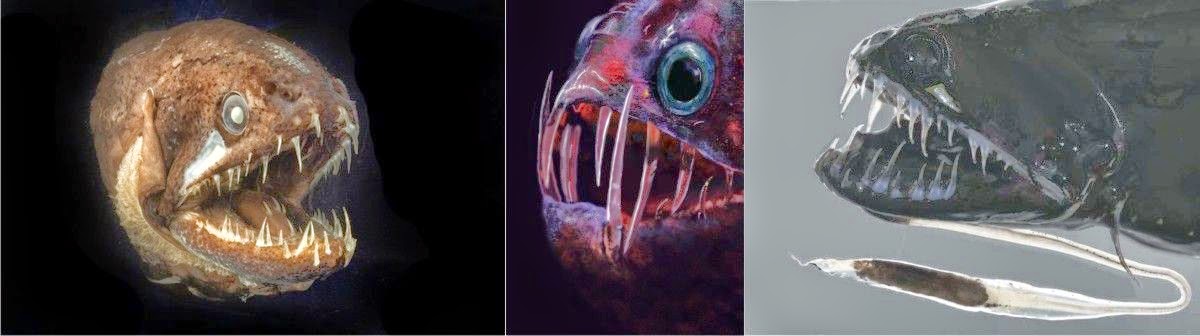 Info animales: DENTADURAS DE PECES