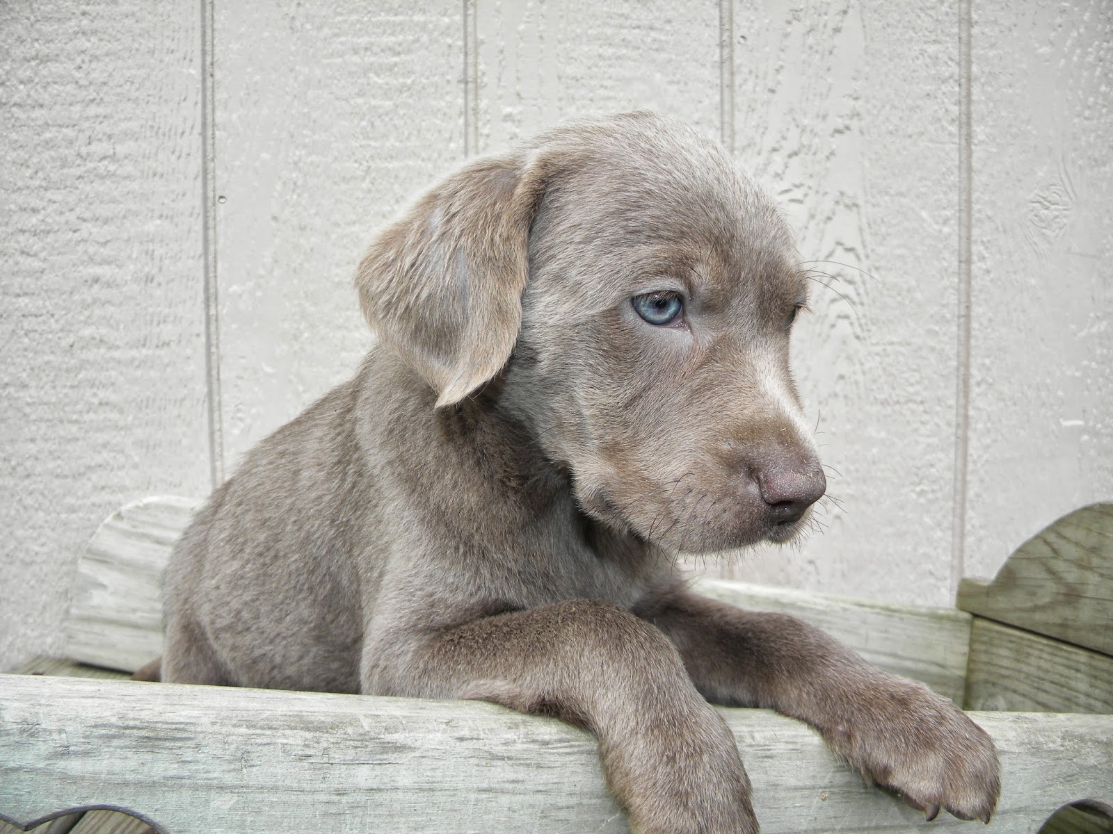 Pinyan Labs: High-Quality Silver Labs from a Labrador Breeder You Can Trust