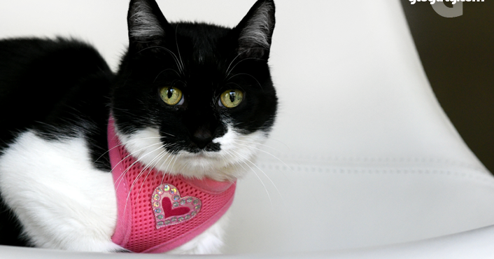 GLOGIRLY: Katie's DIY Cat Harness Makeover