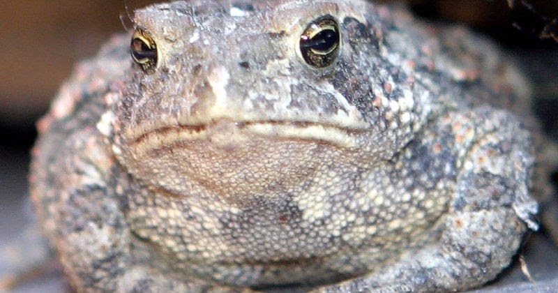 Authentic Light: Jesus and the Toads