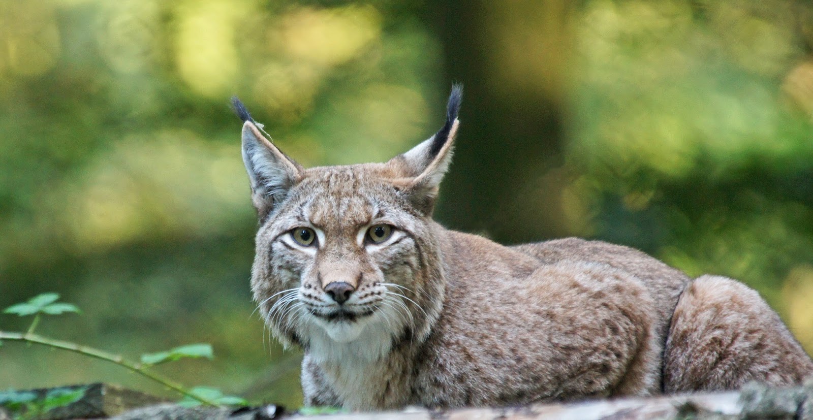 De wereld door mijn lenzen: Van alles wat..... Natuurparken en Dierentuinen
