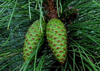 Simply Living: Pine tree sex