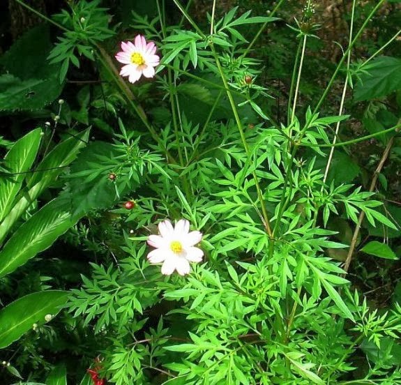 KHASIAT DAN MANFAAT KENIKIR UNTUK ANTIOKSIDAN, LEMAH JANTUNG, PENGUAT ...