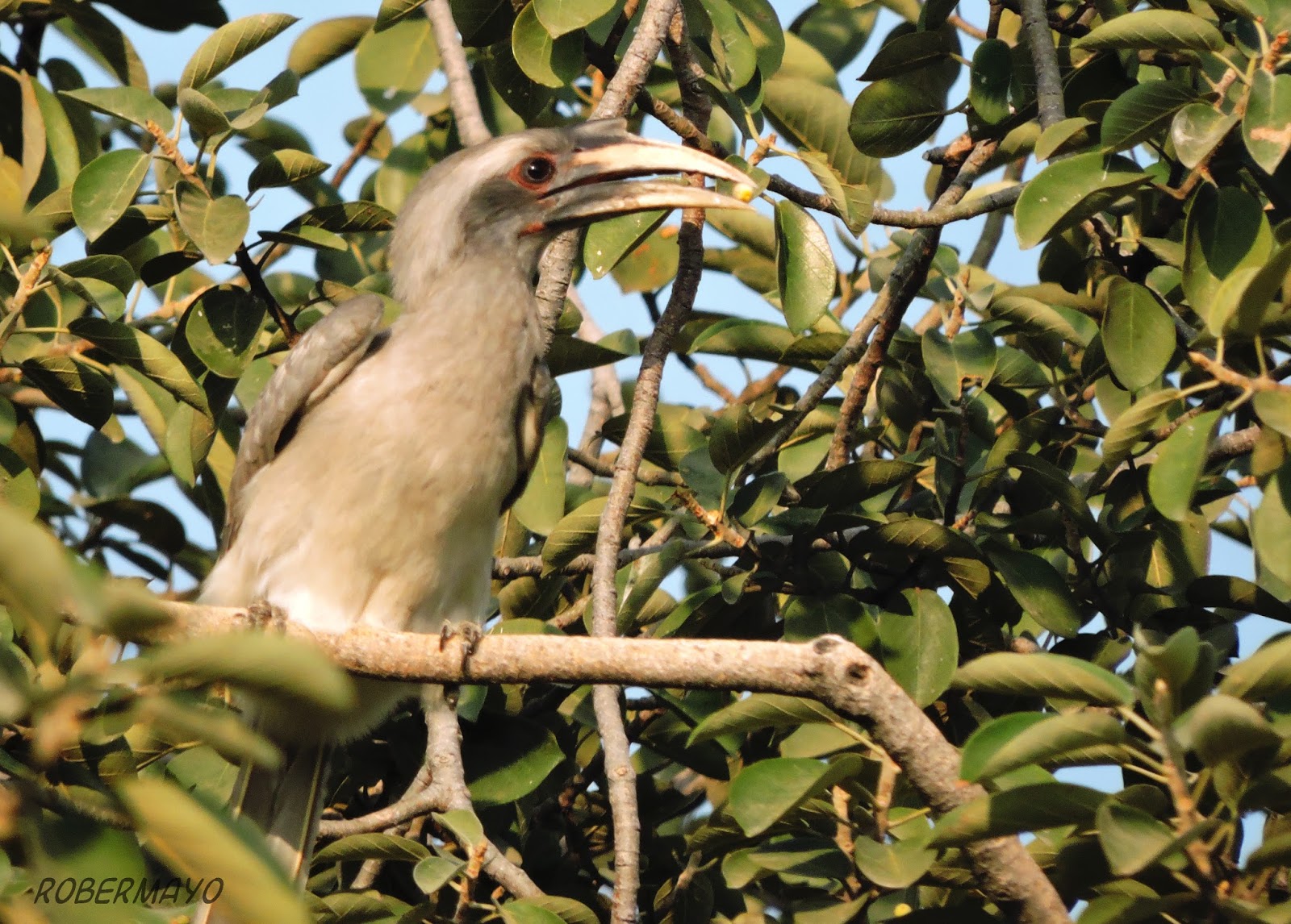 Fauna Salvaje: Los calaos grises de la india