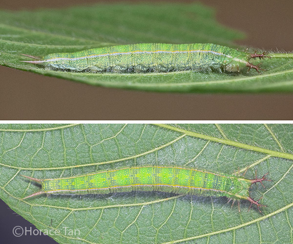 Butterflies of Singapore: Life History of the Purple Duke v2.0