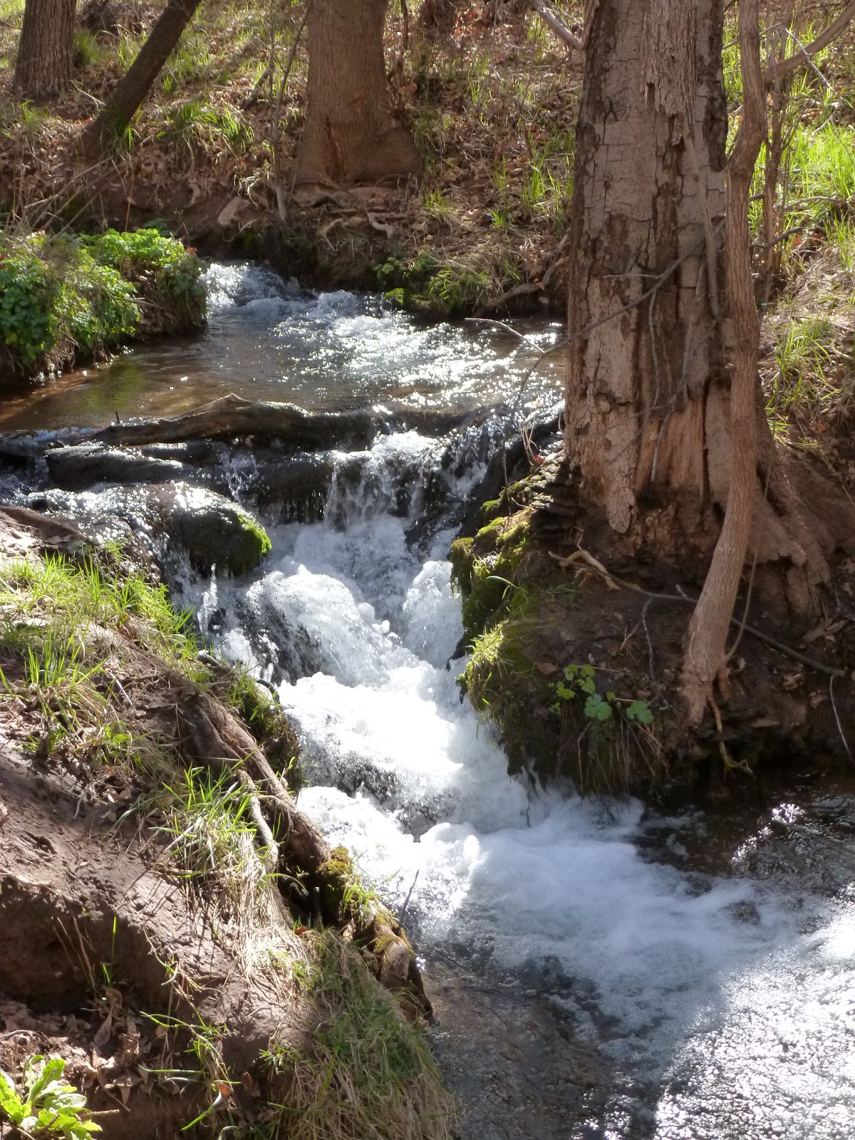 The Continuing Adventures of Eric, Noelle and Sierra: Coconino National ...