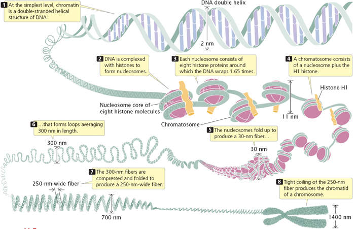 STRUKTUR DNA SEL EUKARYOTIK PART 2 | YANJUZ