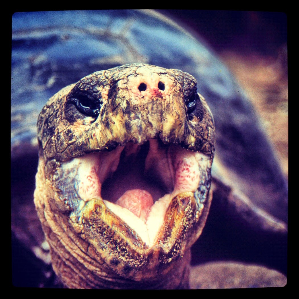 Disarm Doors and Crosscheck: LONESOME GEORGE - The End of his Line