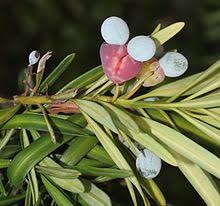 PLANT FAMILIES OF PUERTO RICO AND FLORIDA PAPO VIVES: PODOCARPACEAE ...