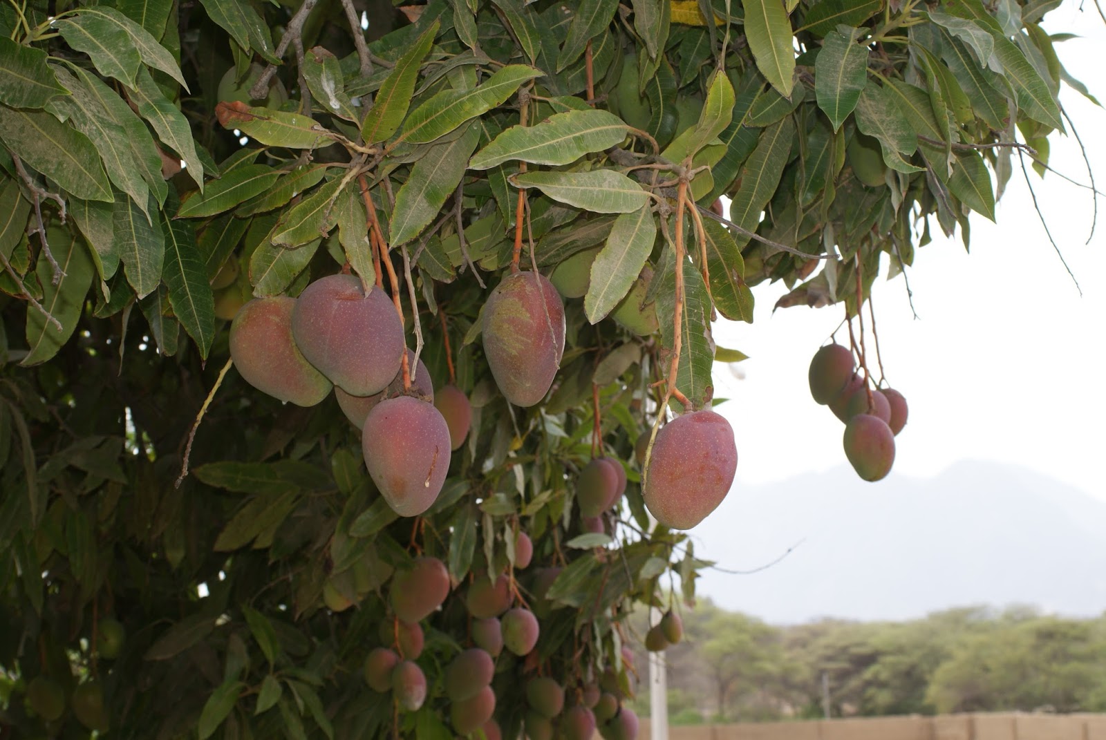 RED LIBRE: IMÁGENES,PLANOS,MAPAS,PAISAJES: FLORA Y ALGO DE FAUNA DE ...