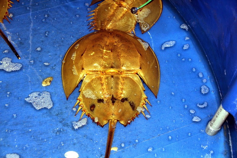 Horseshoe Crab Watch