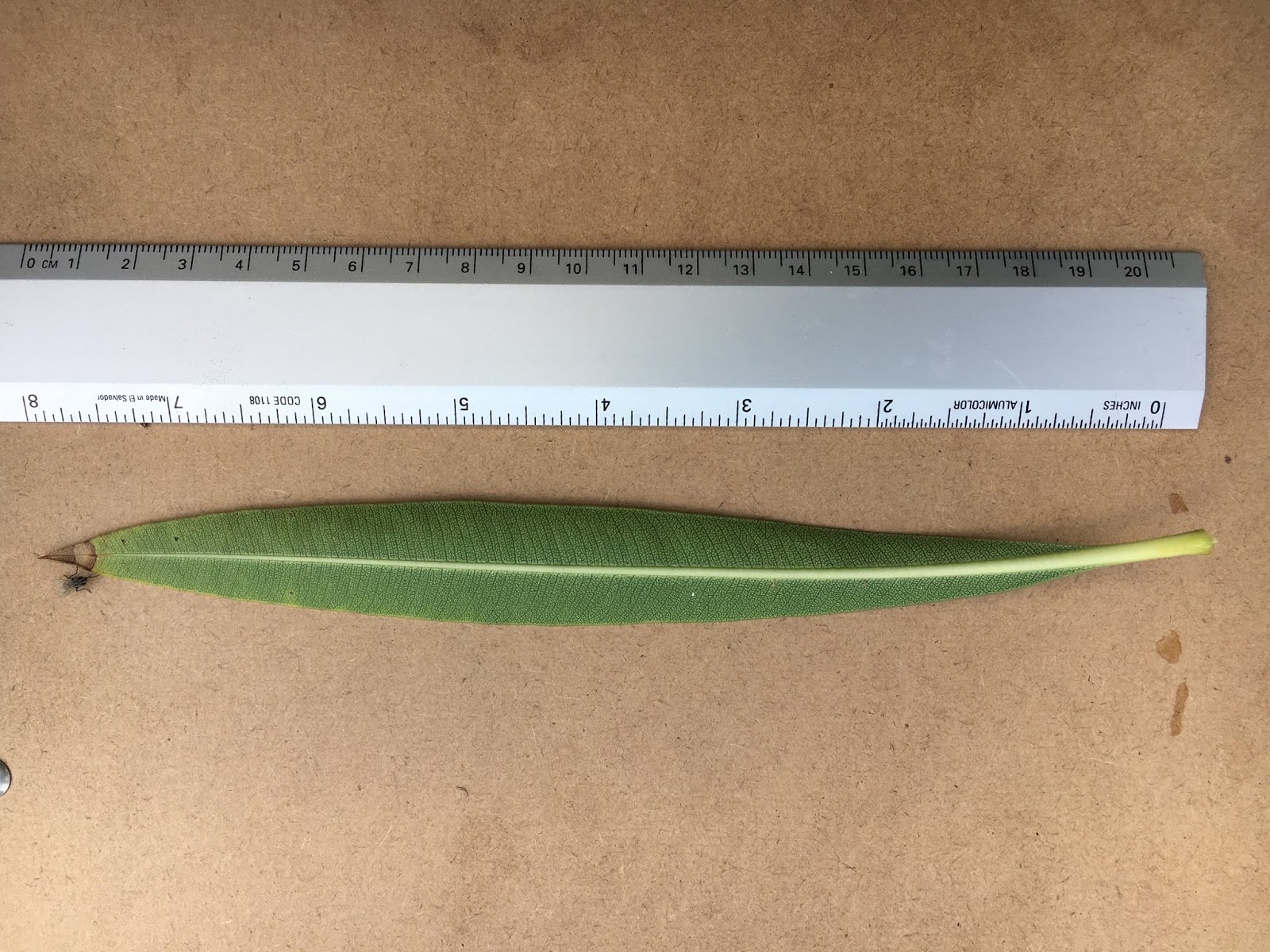 Nerium oleander (Oleander)