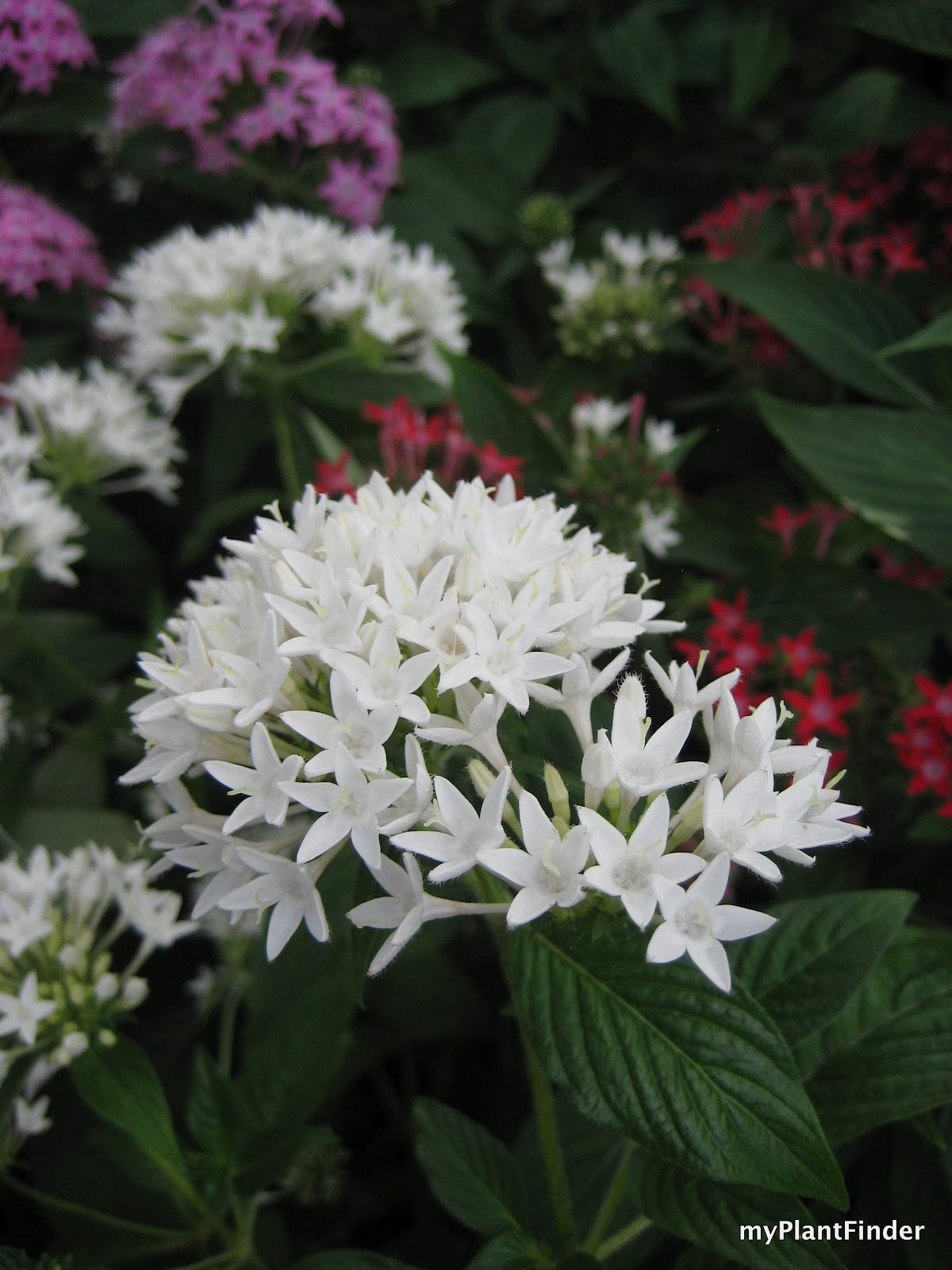 MY PLANT FINDER | Plant Guide: Pentas lanceolata hybrid