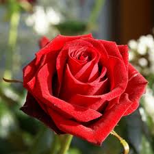 Sanación con las Rosas de María: MEDITACIÓN DE LAS SIETE ROSAS.