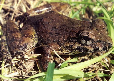 Fanged-Frog Pictures: 9 New Species Found | Haykal & Hari Yang Makin ...