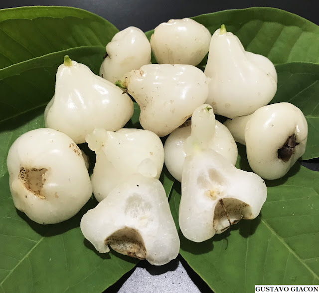 Viveiro Ciprest - Plantas Nativas e Exóticas: Jambo Sino Branco ...