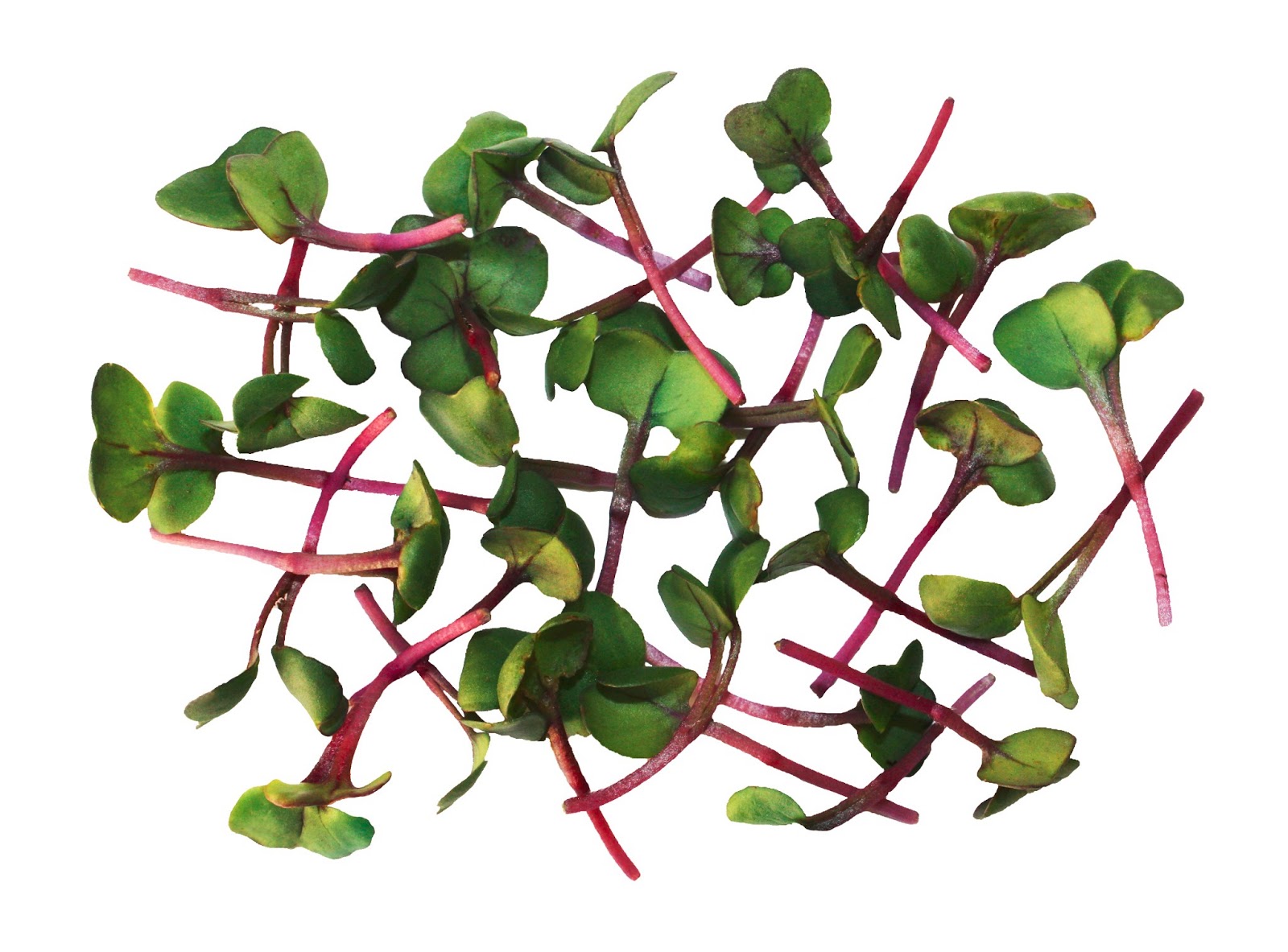 Whom You Know: What's New on the Farm in May 2013! Exciting News from ...